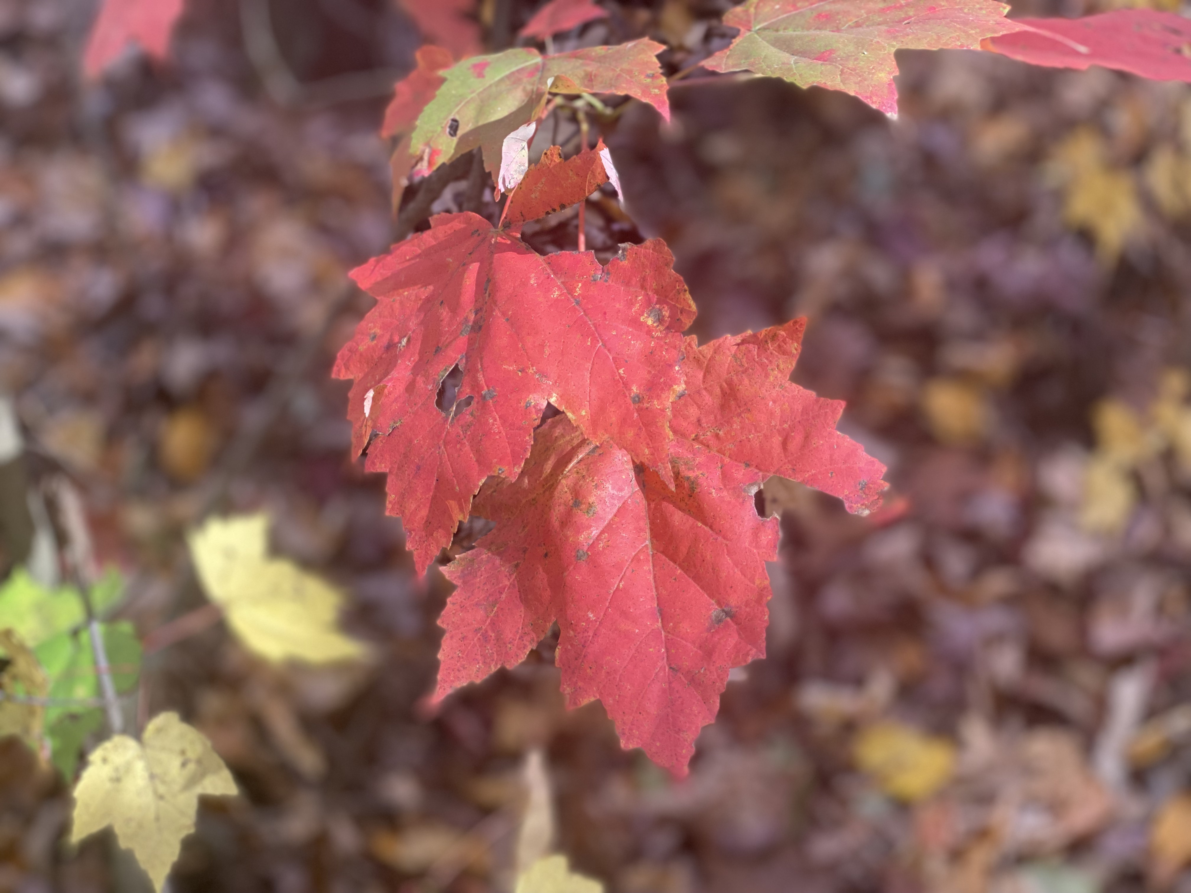 Fall’s last gasp – Writing from the Heart with Brian