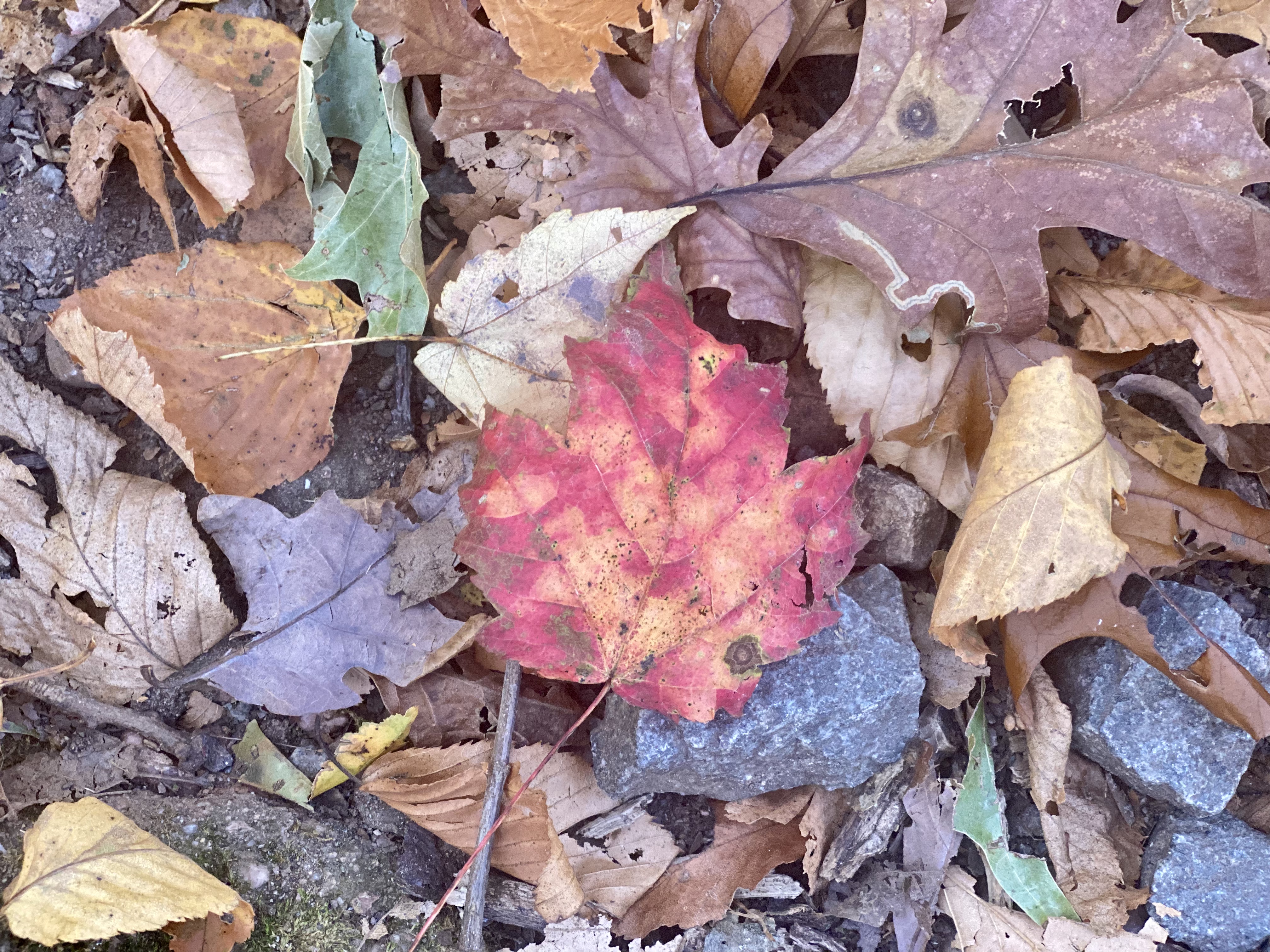 Fall’s last gasp – Writing from the Heart with Brian